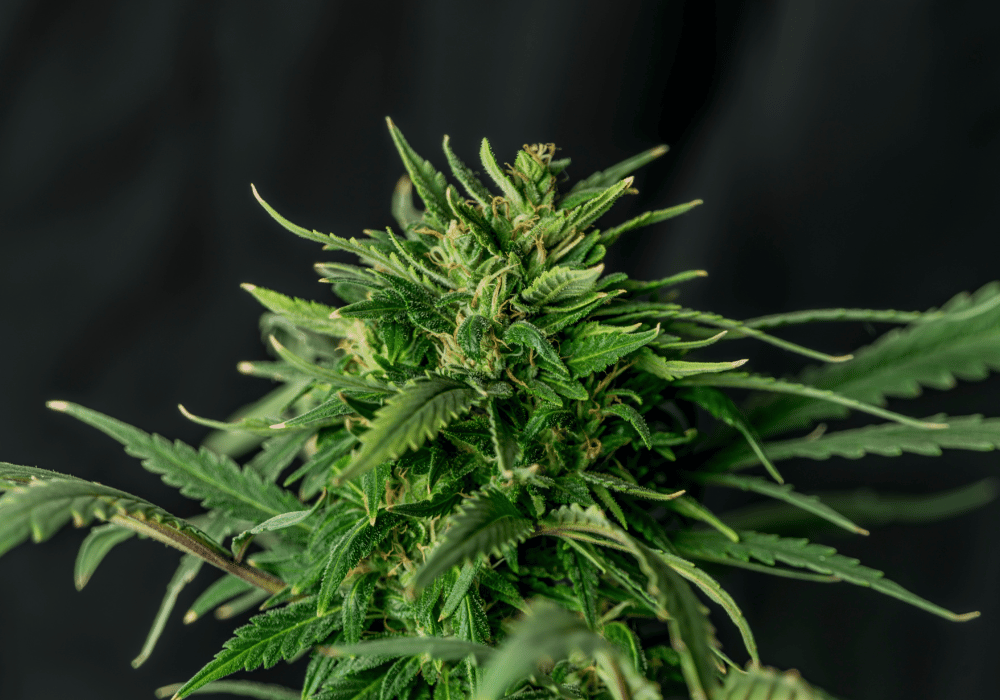 Weed Strain Information: Blueberry Gas